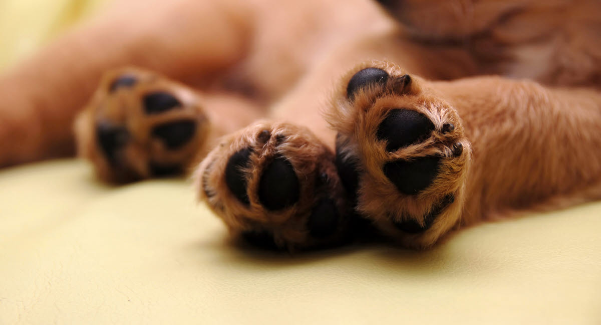 Haava koiran tassussa - Agria Eläinvakuutus