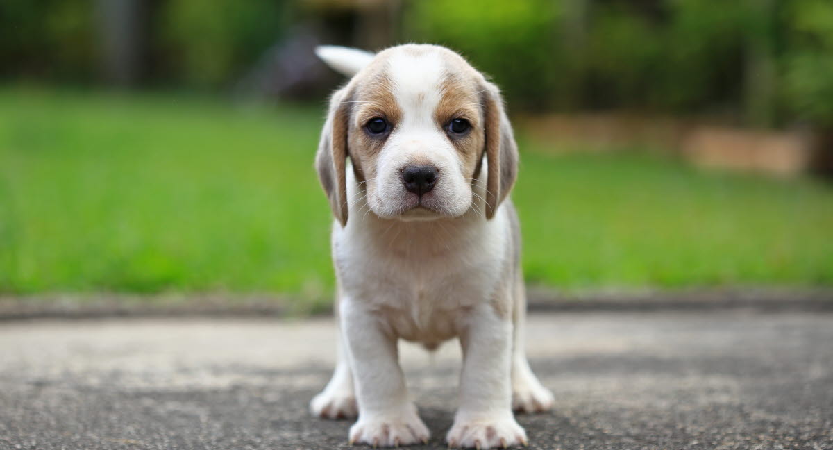 Vinkkejä koiran hankintaan - Agria Eläinvakuutus