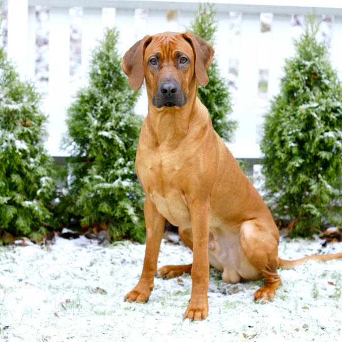 Artikkeleita talvi alalla Koira - Agria Eläinvakuutus