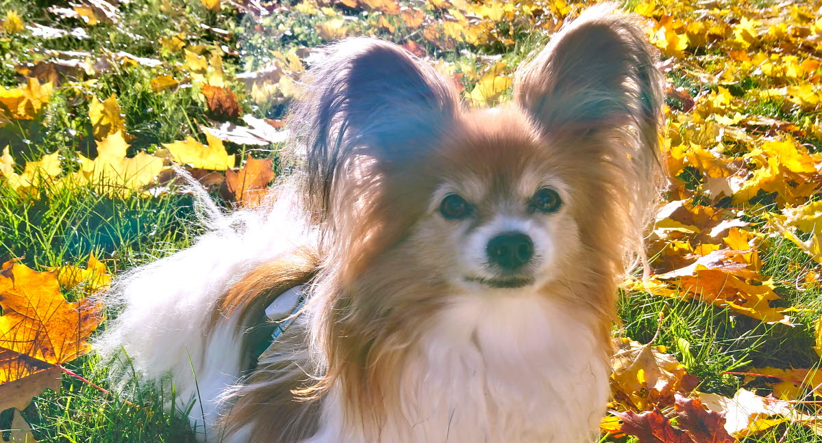 Vinkkejä koiran nimen valintaan - Agria Eläinvakuutus